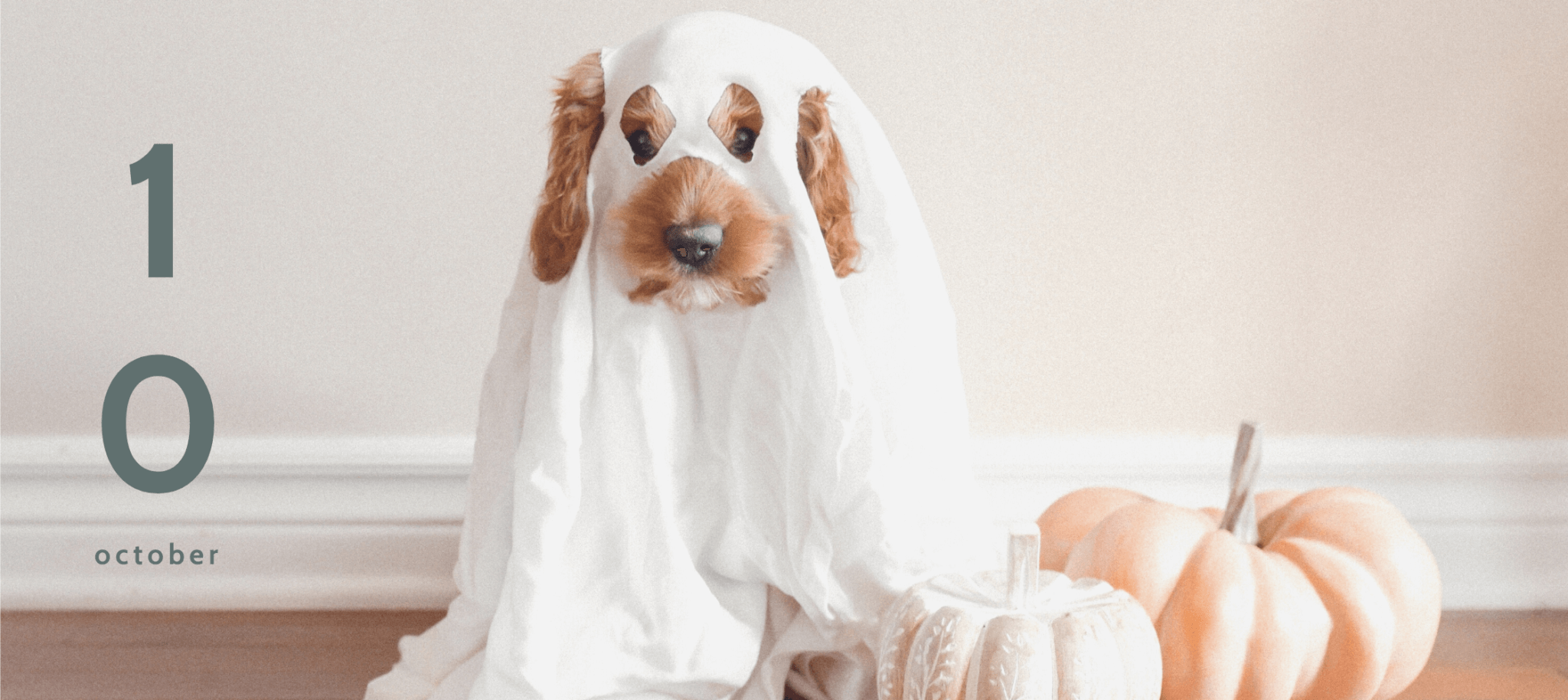 120+ Veterinary Social Media Posts & Ideas [+ Templates]